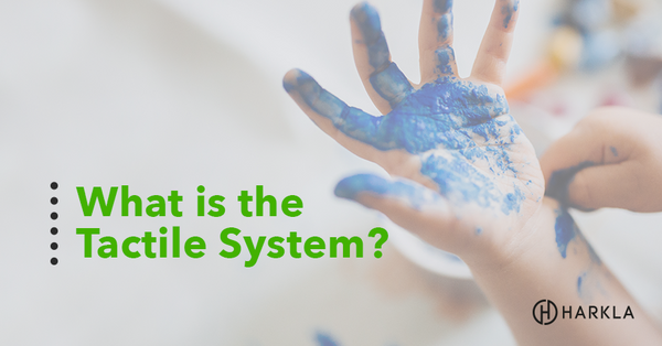 What is the tactile system?